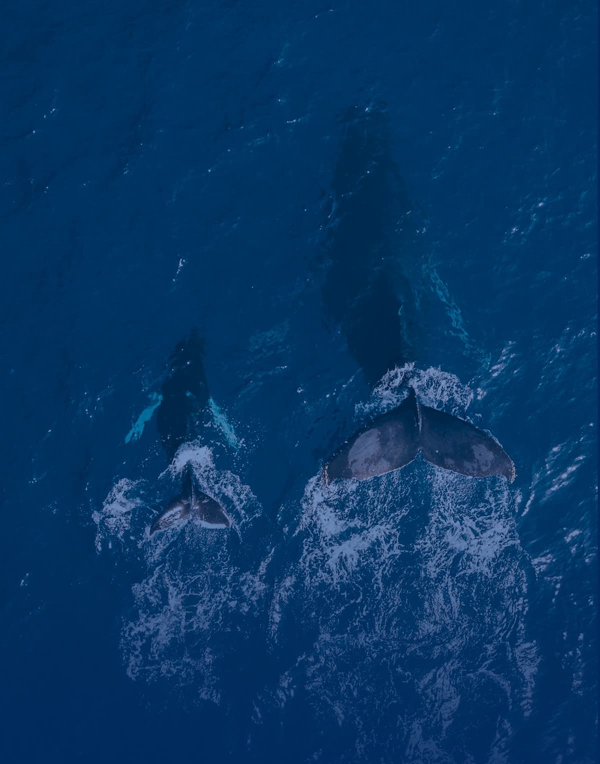 Protecting Blue Corridors — Home